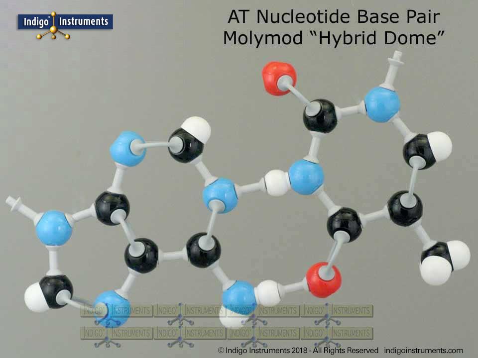 Nucleotide Model 3d