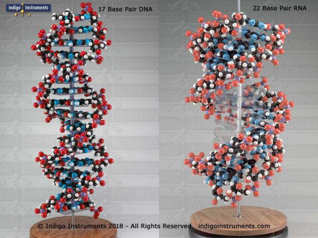 22 Base Pair RNA & 17 Base Pair DNA Molecular Model Comparison