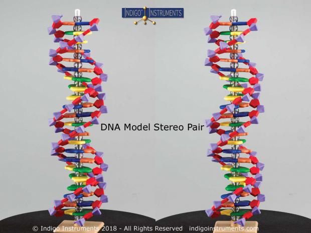 Simple Model of DNA Kit, 22 Base Pairs, for Kids in Middle School