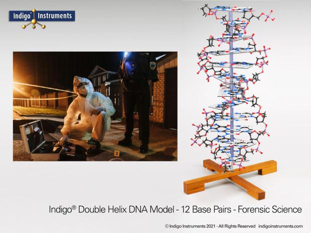 Indigo 12 Base Pair DNA Molecule Model for Teaching