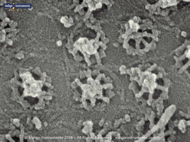 Electron Microscopy Photo CD