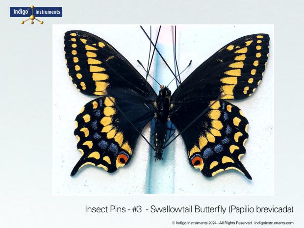 Insect pins, #3; 38x0.50mm, 100/pack, black enamel