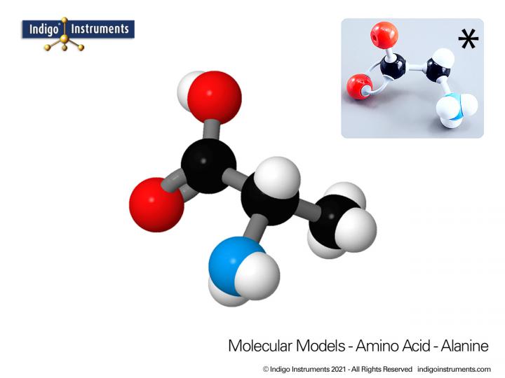 20 Amino Acids Molecular Model Kit, Molymod Hybrid Style