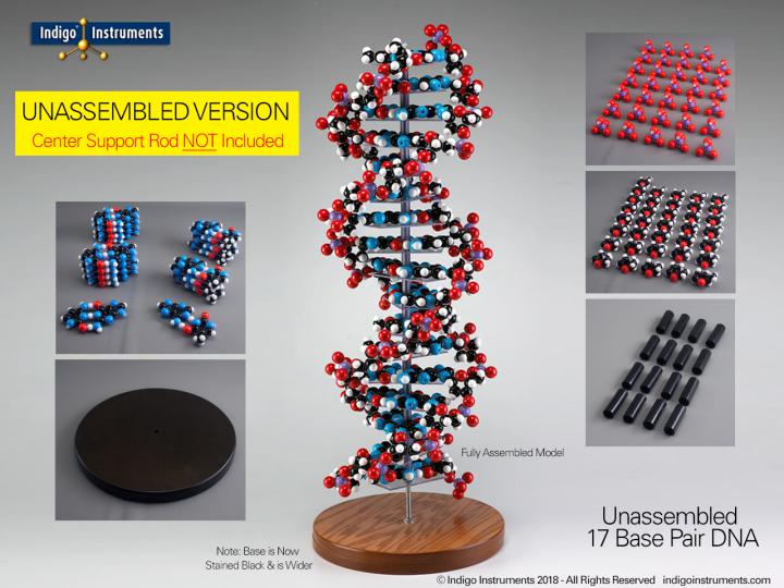 DNA Model 17 Layer-Buy a 3D DNA Molecular Model, Partially Assembled