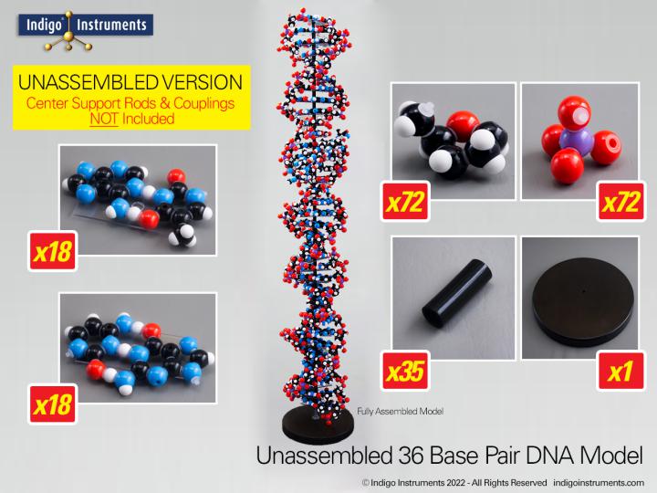 Indigo DNA Double Helix Model 36 Base Pairs, Partially Assembled