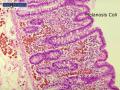 Histopathology Photo CD