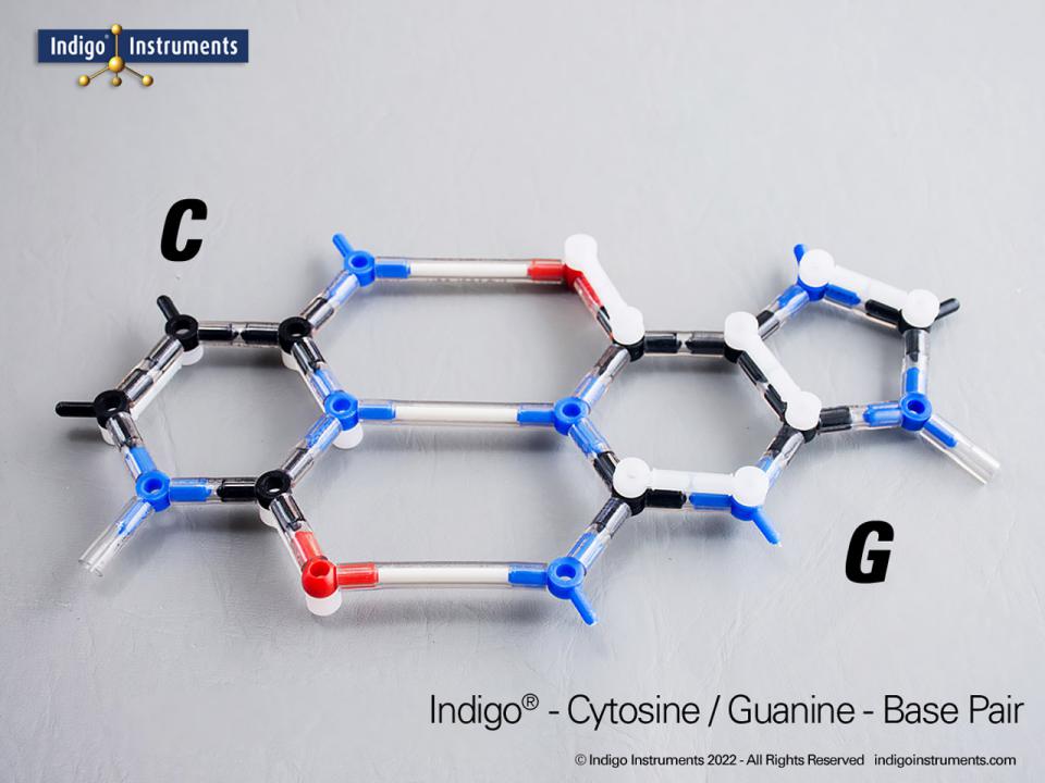Indigo Spare DNA Guanine Cytosine Base Pairs
