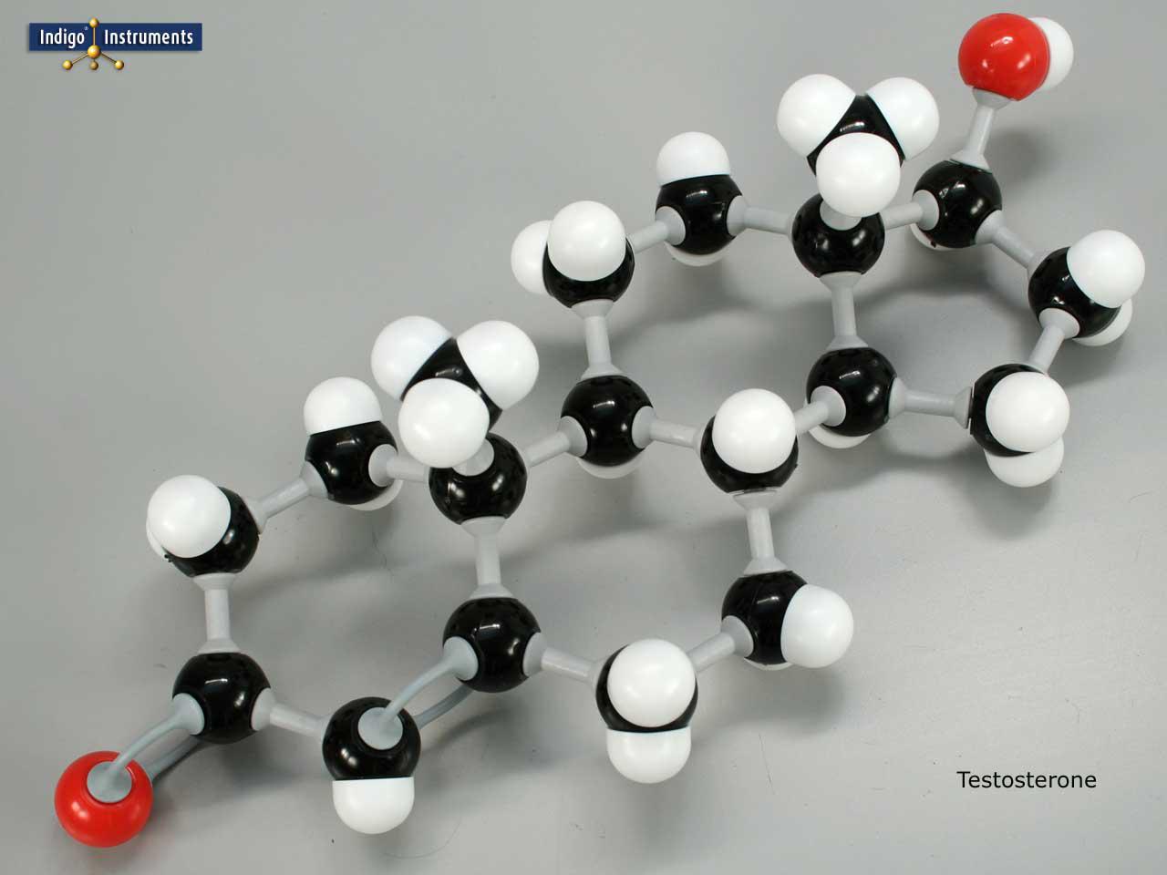 Testosterone Steroid Hormone Molecule Model Assembled